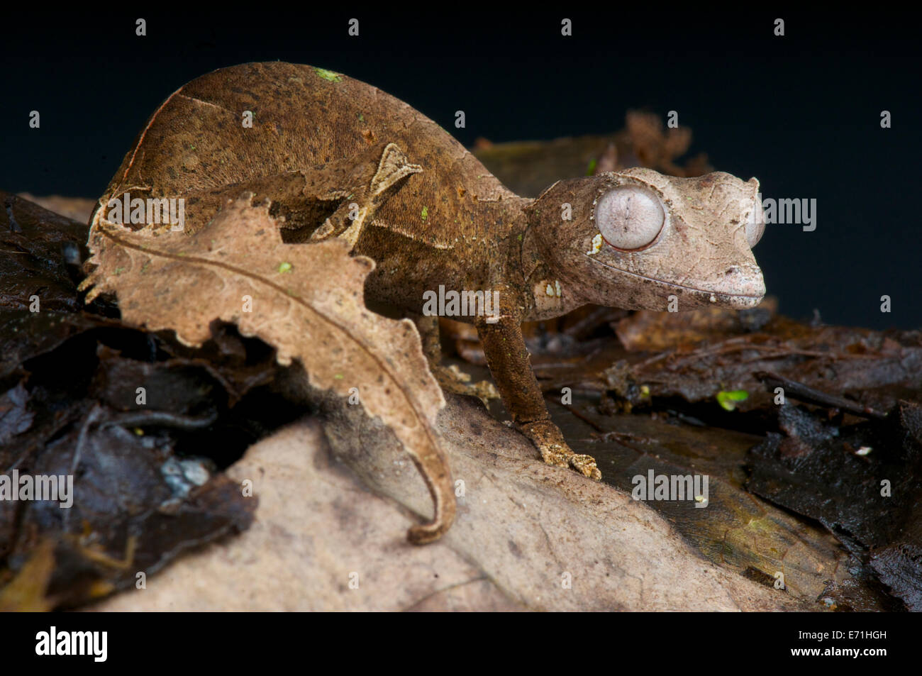 Satanic leaf tailed gecko hi-res stock photography and images - Alamy