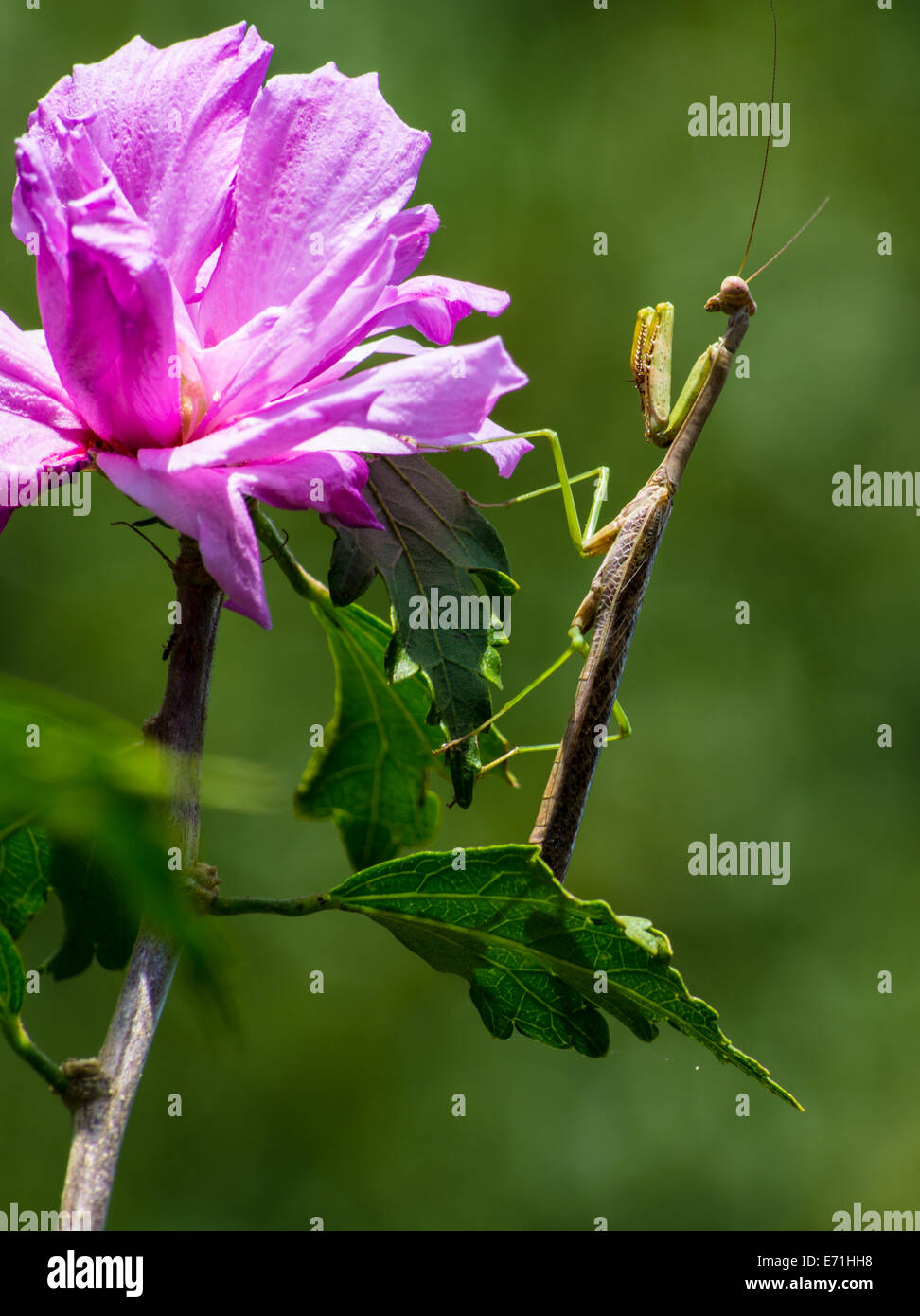 A preying Mantis on a flower Stock Photo - Alamy