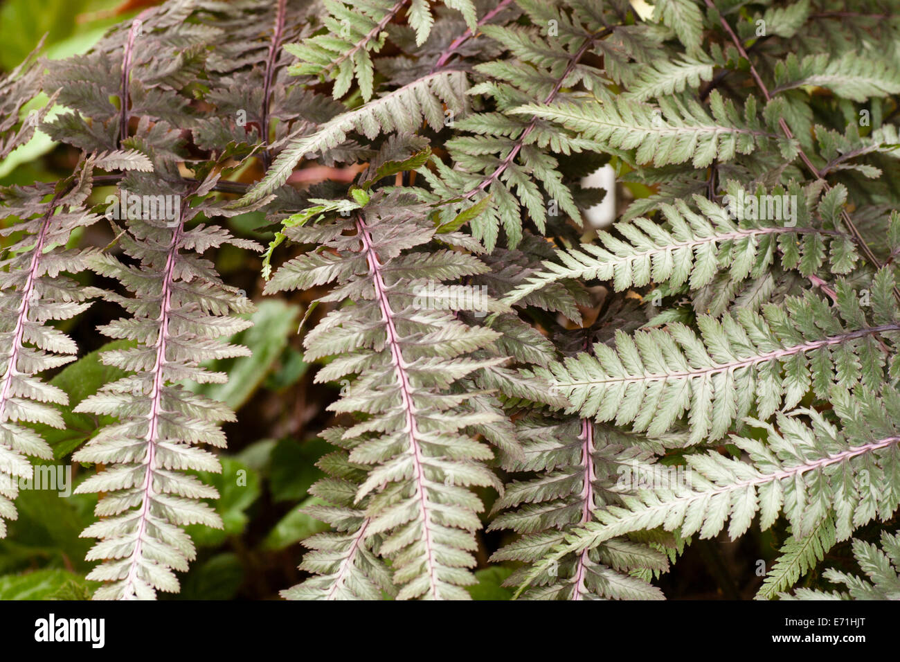 Fronds of the Japanese painted fern, Athyrium nipponicum 'Pictum' Stock ...