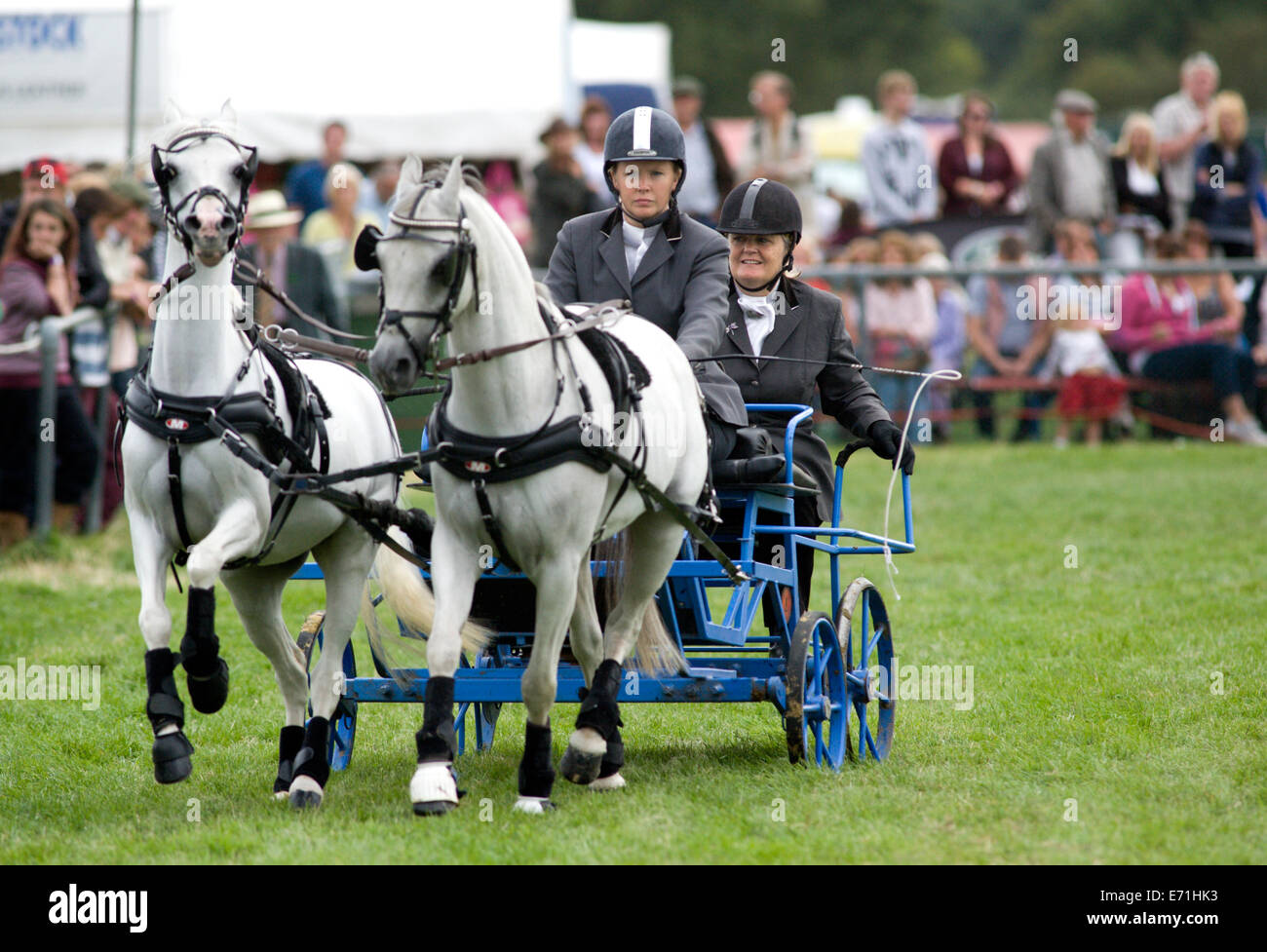 Competitors in the Double Harness Scurry Driving competition at the ...