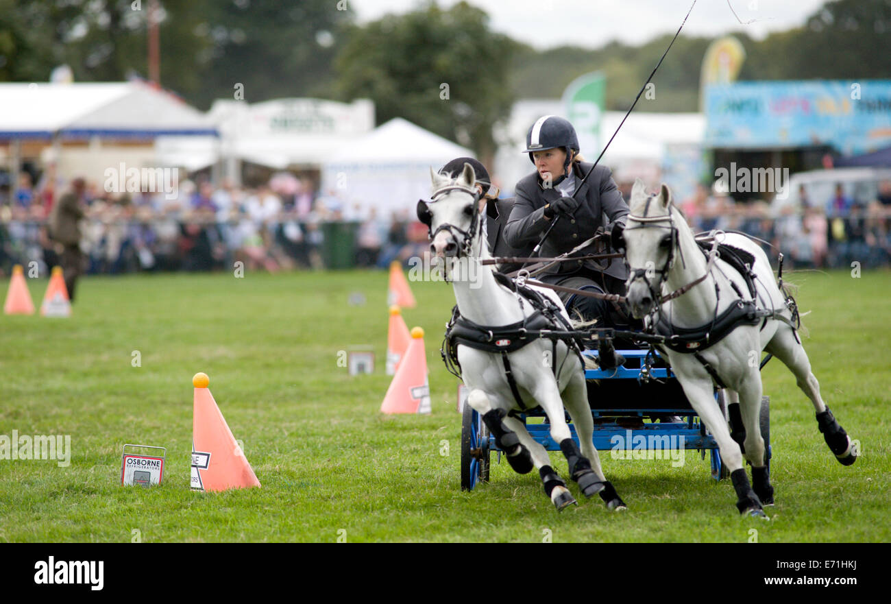 A determined competitor in the double harness scurry driving ...