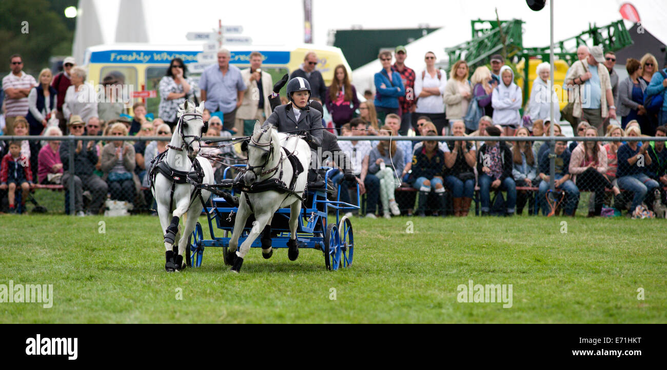 A determined competitor in the double harness scurry driving ...