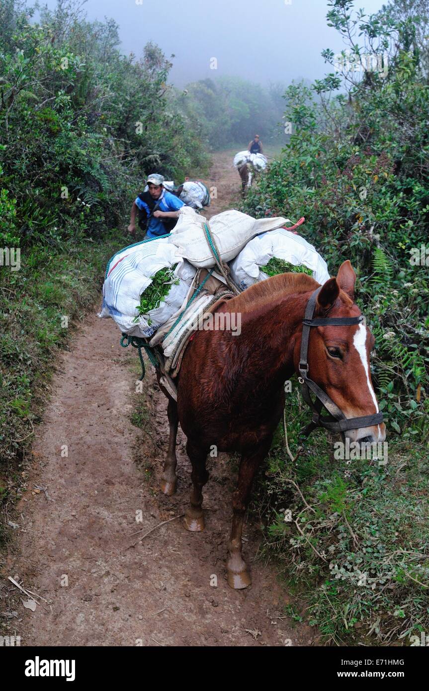 Route for collecting potatoes in Cruzpata - CHACHAPOYAS . Department of ...