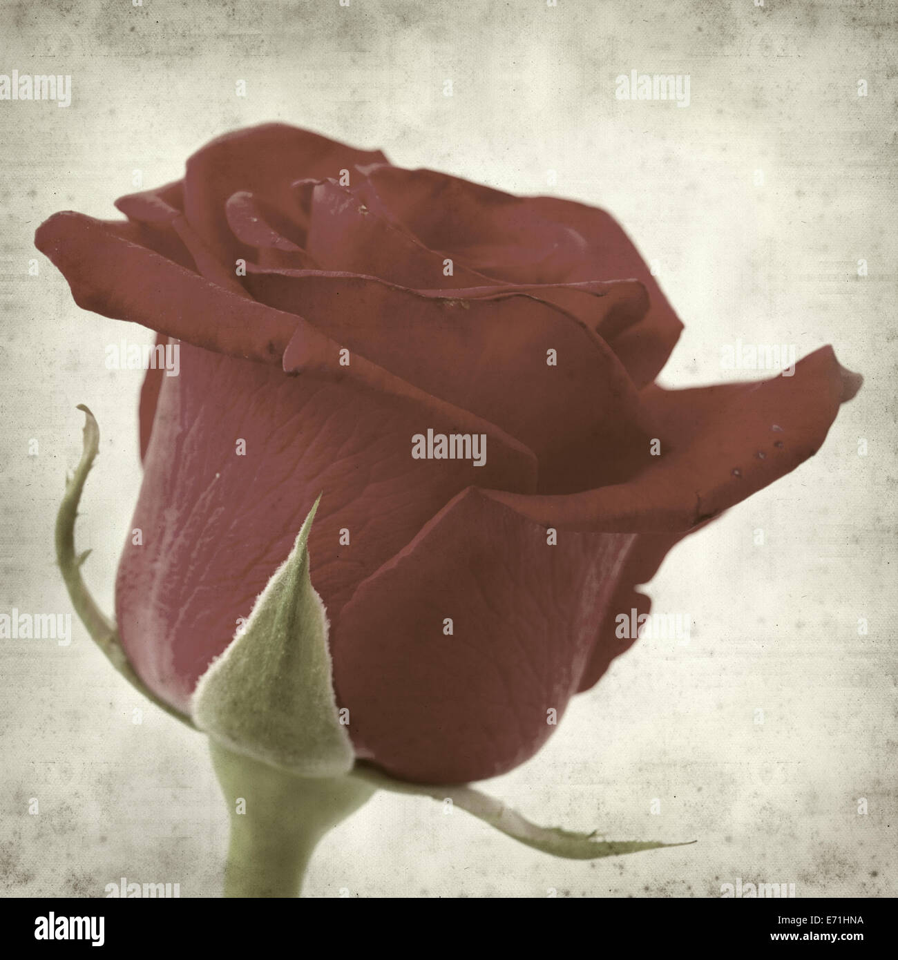 textured old paper background with red rose Stock Photo - Alamy