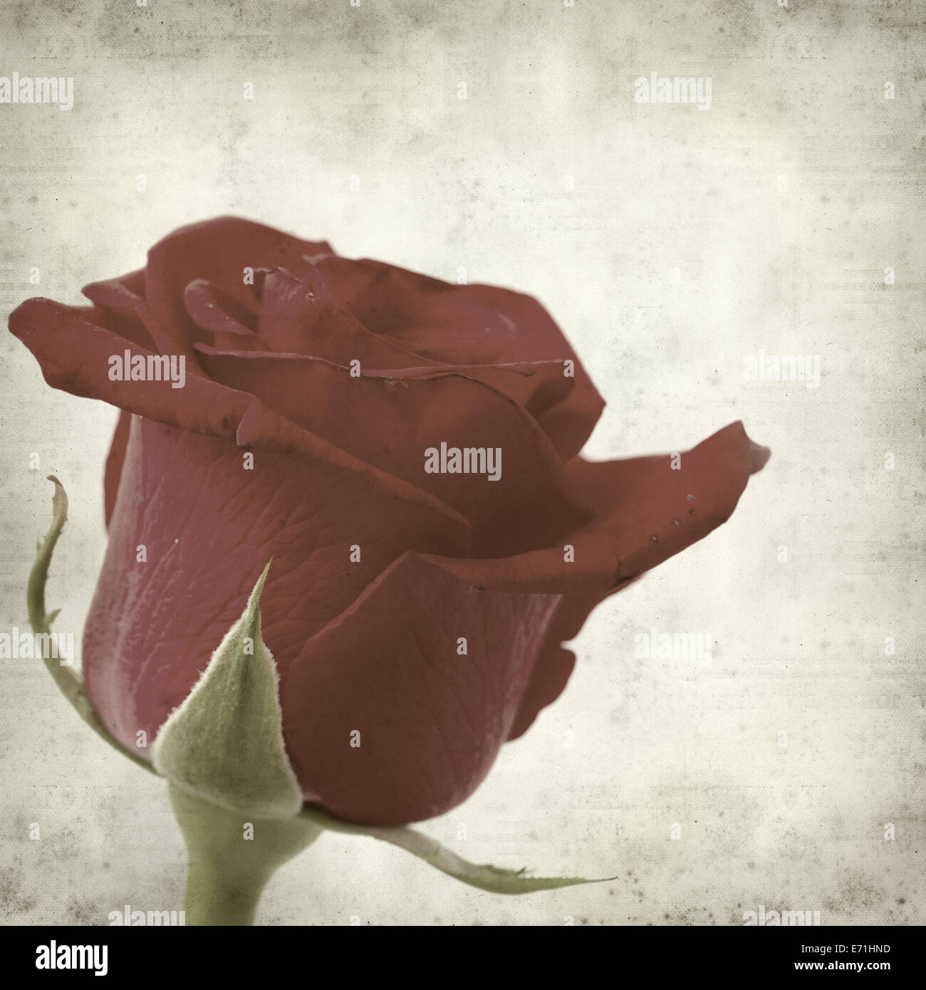 textured old paper background with red rose Stock Photo - Alamy
