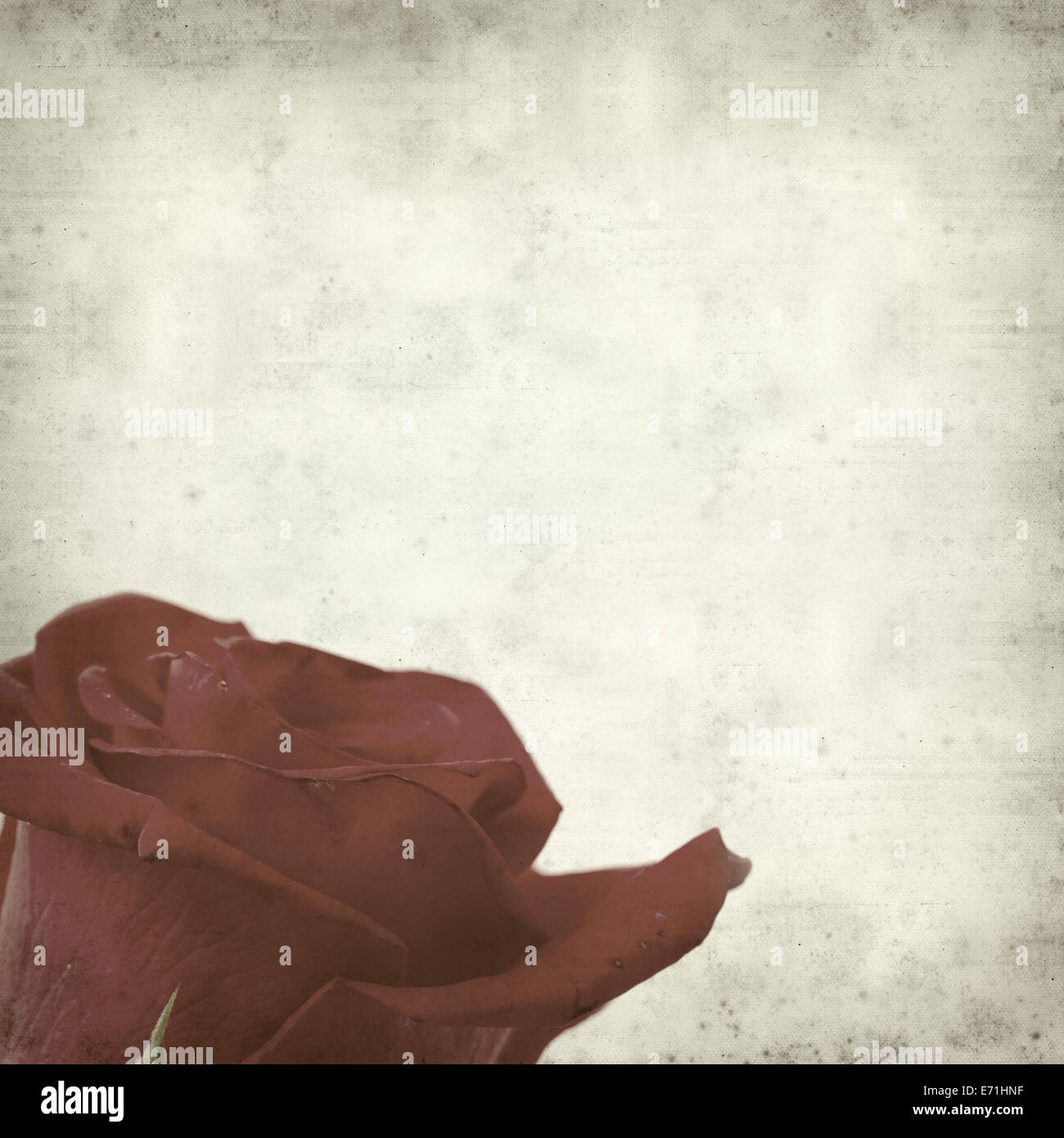 textured old paper background with red rose Stock Photo - Alamy