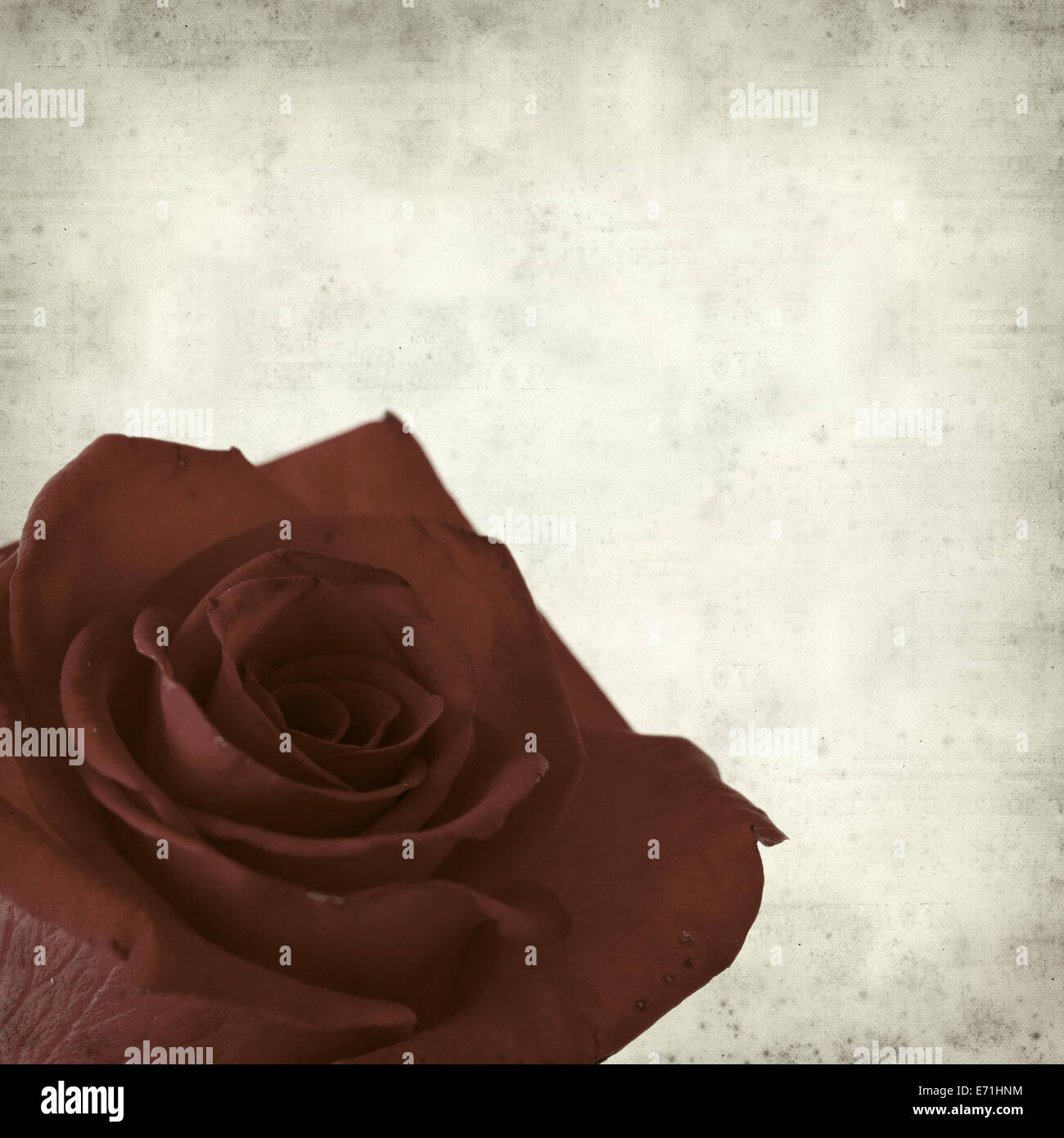 textured old paper background with red rose Stock Photo - Alamy