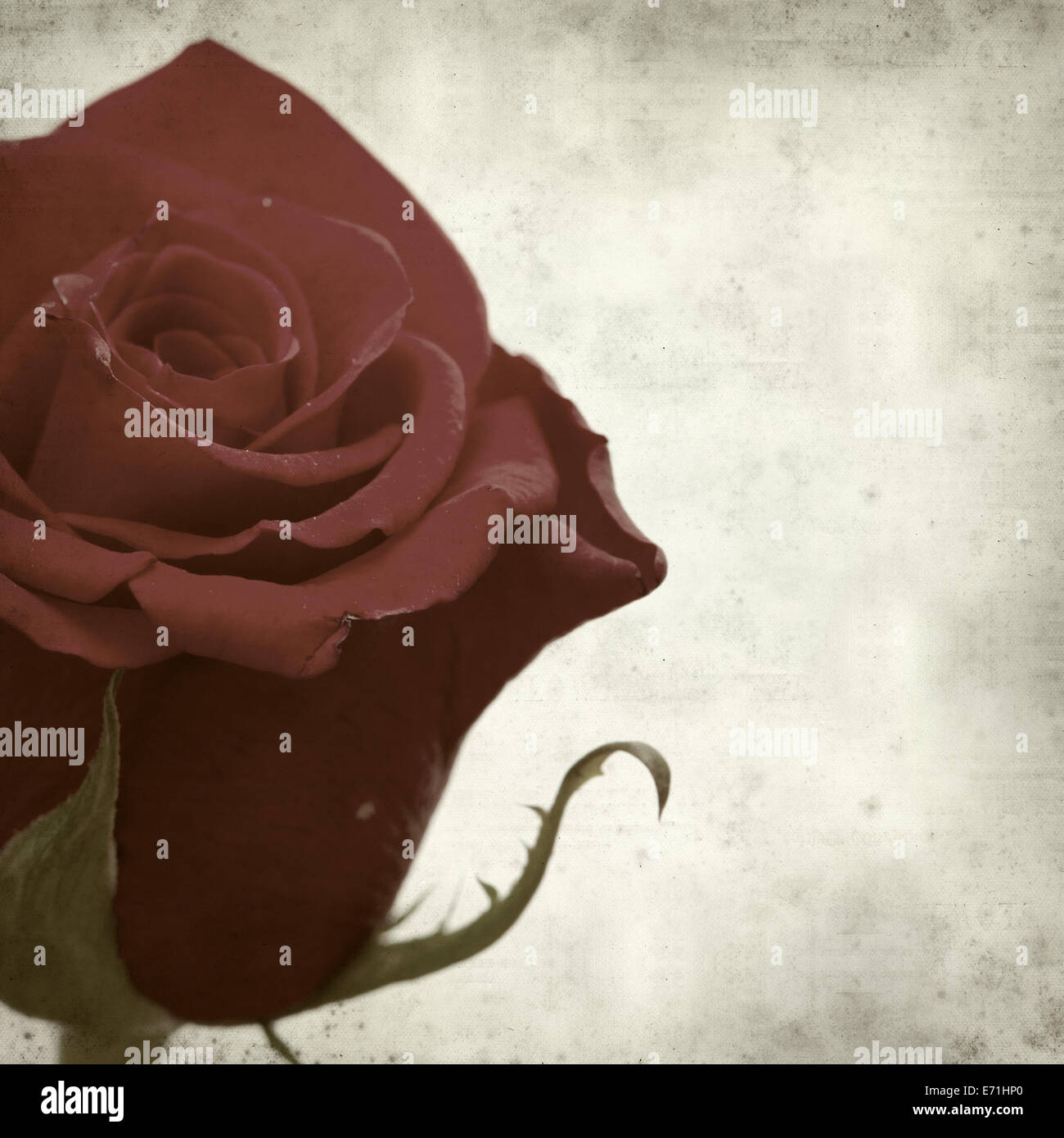 textured old paper background with red rose Stock Photo - Alamy