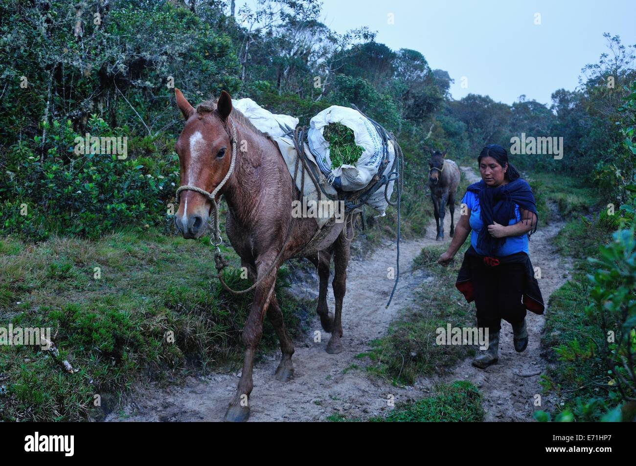 Route for collecting potatoes in Cruzpata - CHACHAPOYAS . Department of ...