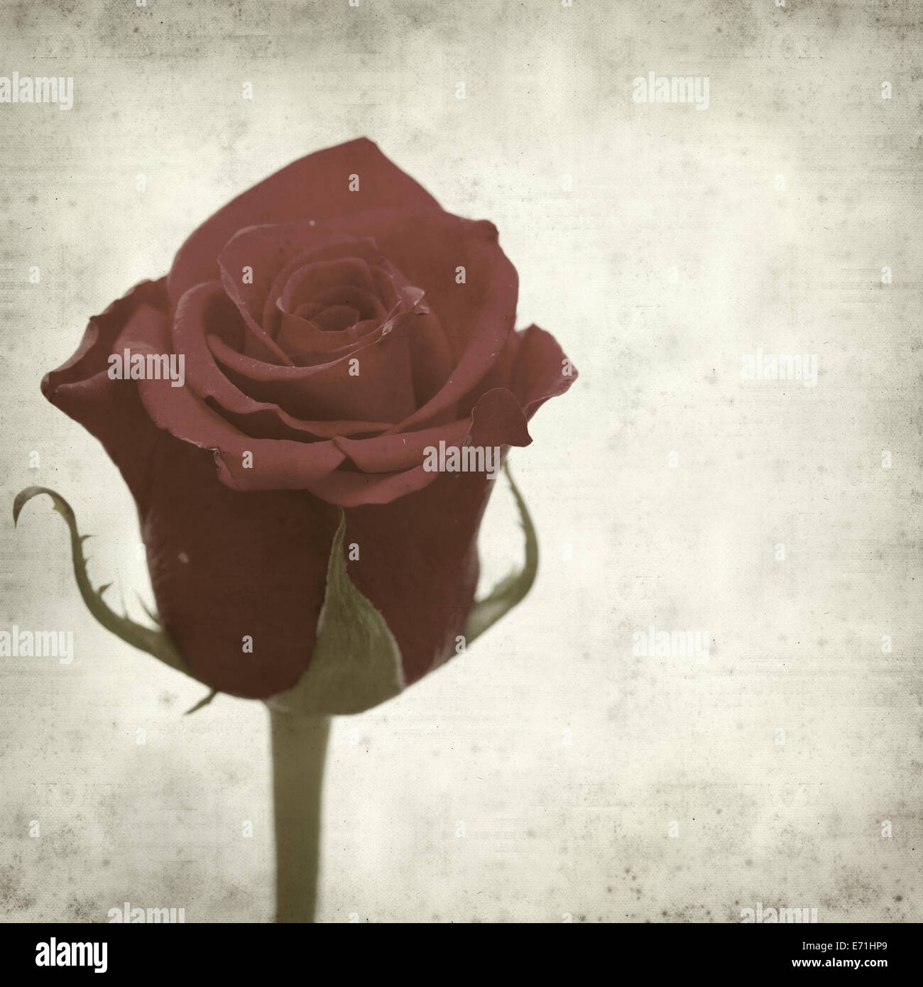 textured old paper background with red rose Stock Photo - Alamy
