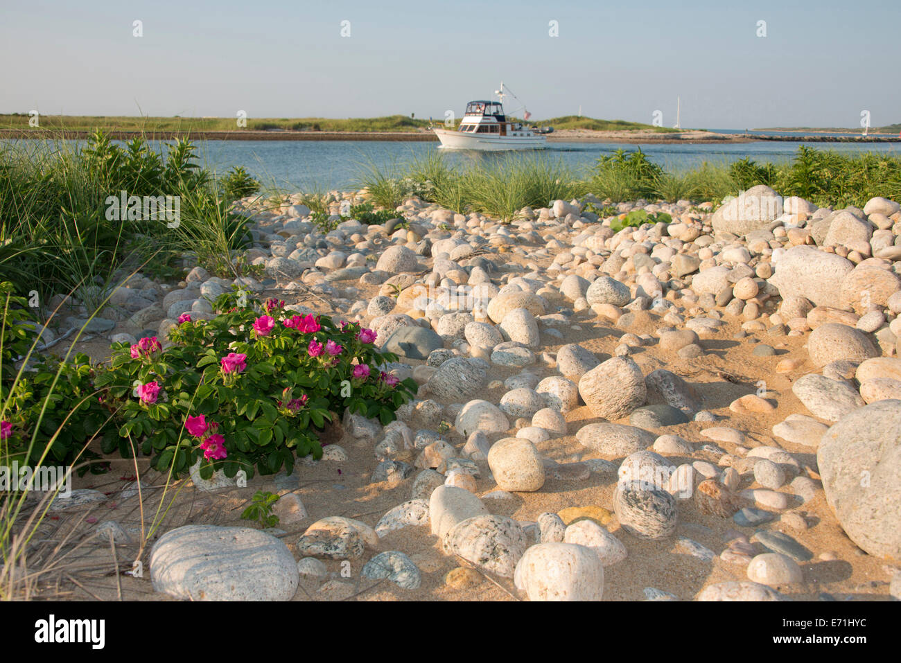 USA, Massachusetts, Elizabeth Islands, Cuttyhunk Island, Gosnold. Wild ...