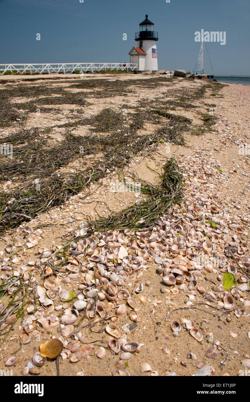 Shell covered beach hi-res stock photography and images - Alamy