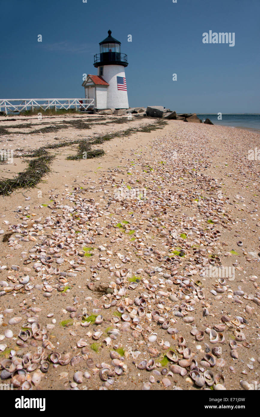 USA, Massachusetts, Nantucket. Shell covered beach in front of Brant ...