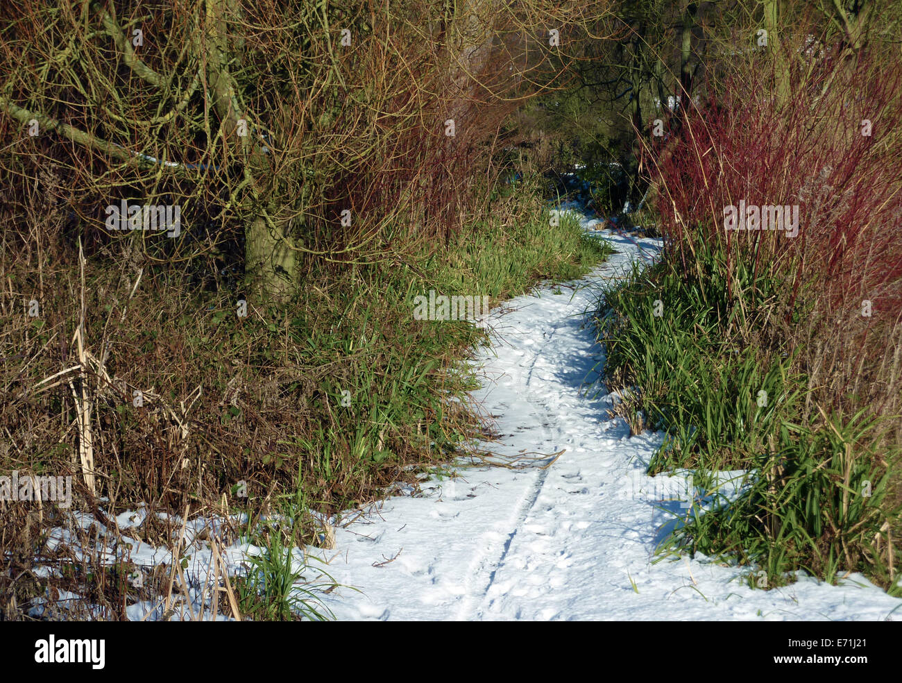 Winter scene: Snow covered path leads through woodlands Stock Photo - Alamy