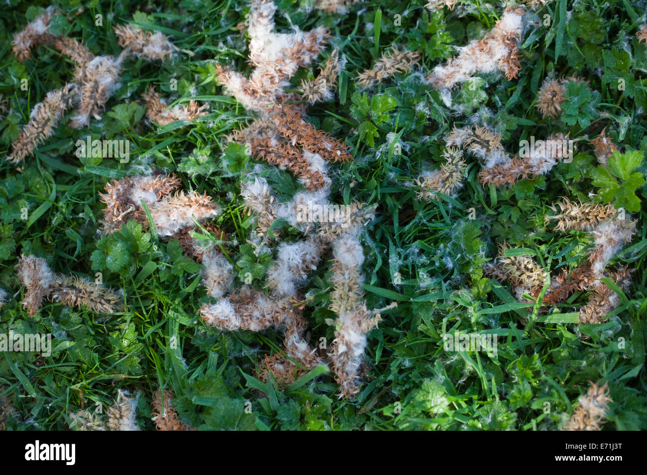 Willow (Salix sp. ). Female catkins with seeds strewn on the ground ...