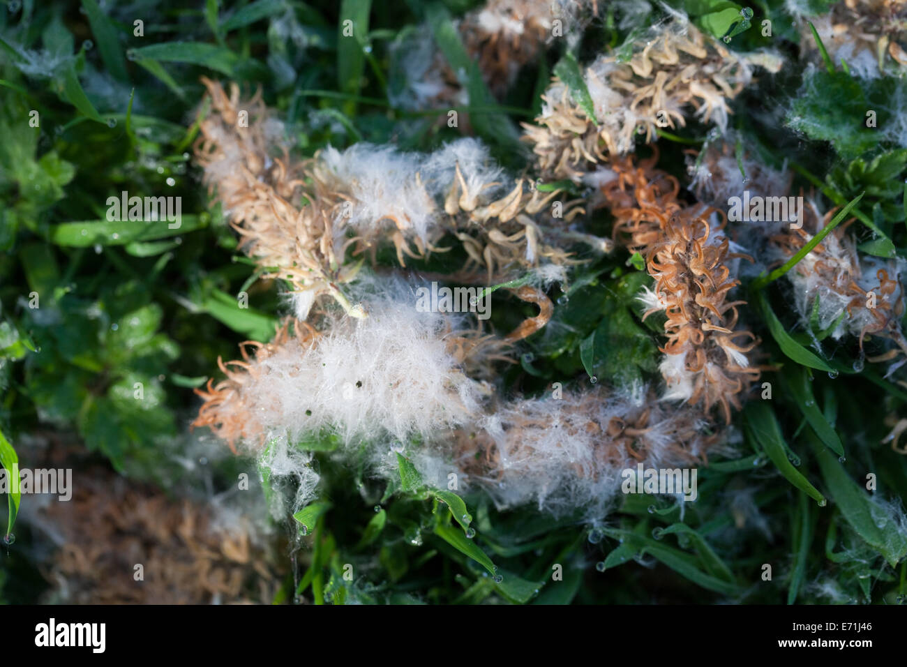 Willow (Salix sp. ). Female catkins with seeds strewn on the ground ...