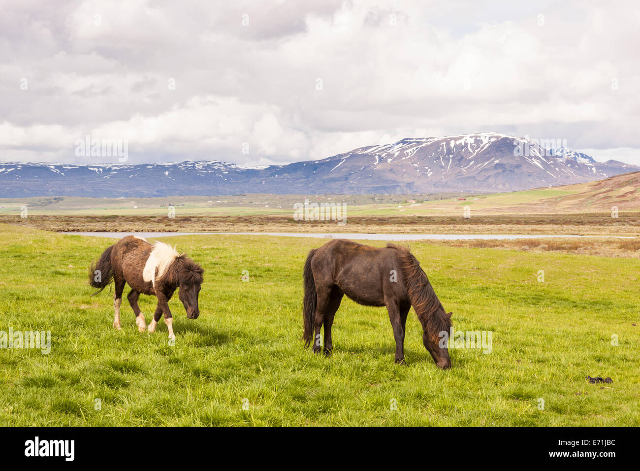 Icelandic horses grazing, near Reykjavik, Iceland Stock Photo - Alamy
