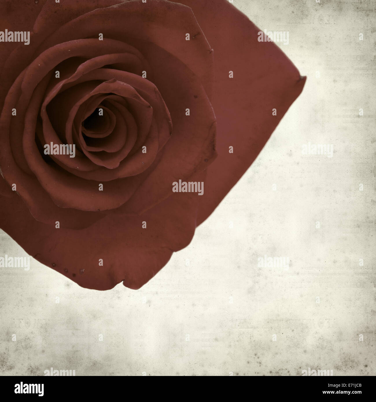 textured old paper background with red rose Stock Photo - Alamy