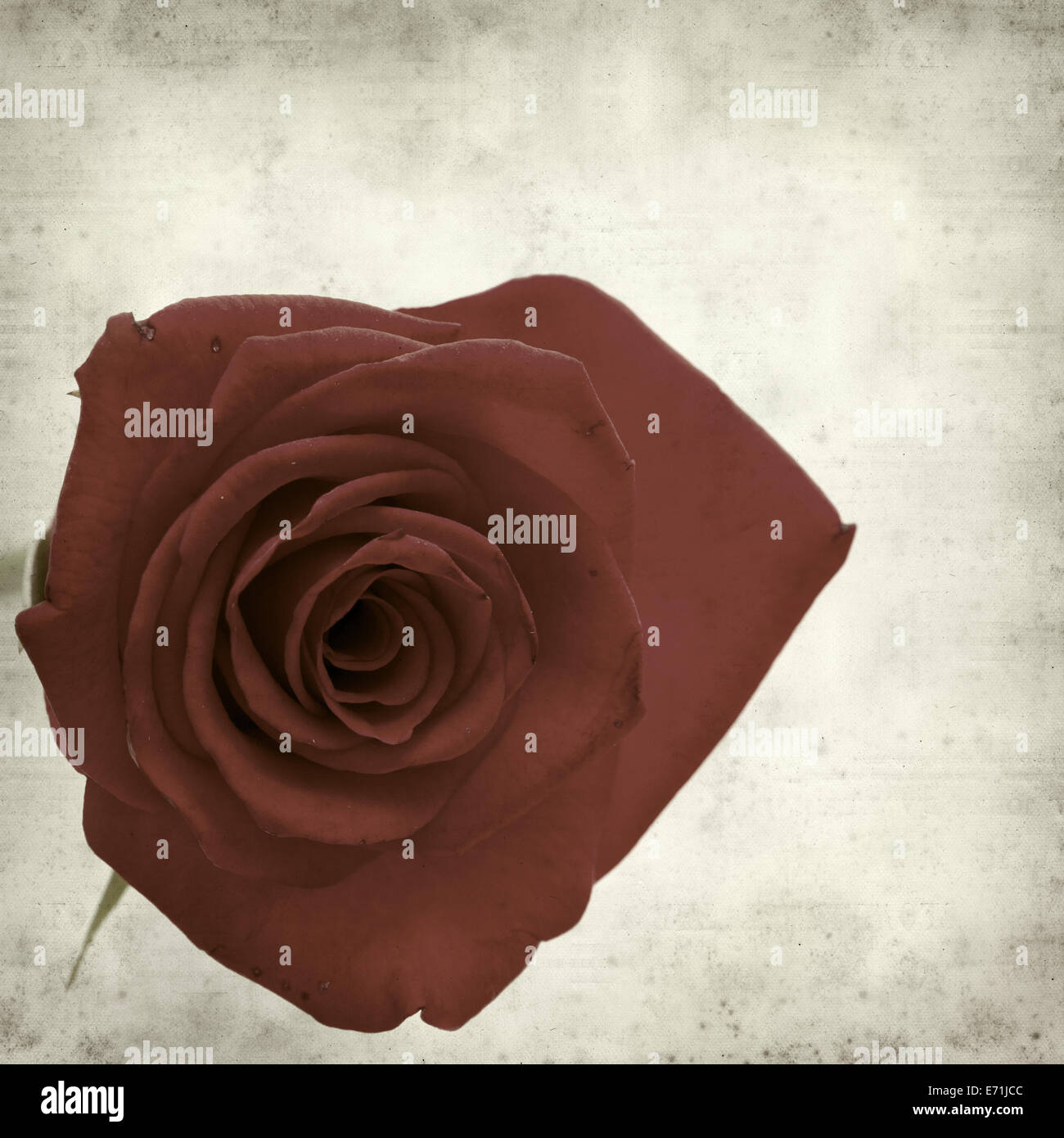 textured old paper background with red rose Stock Photo - Alamy