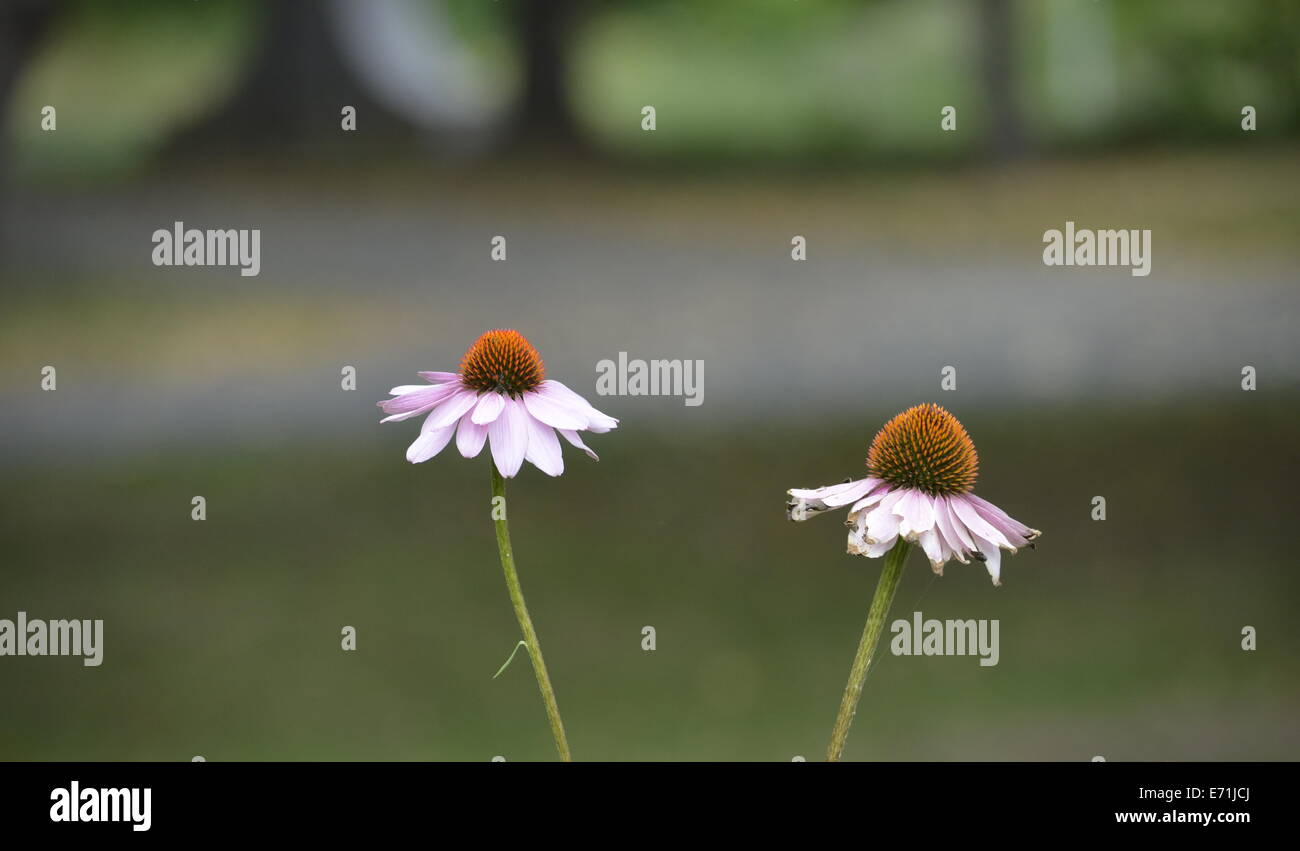 Niagara falls flower garden hi-res stock photography and images - Alamy