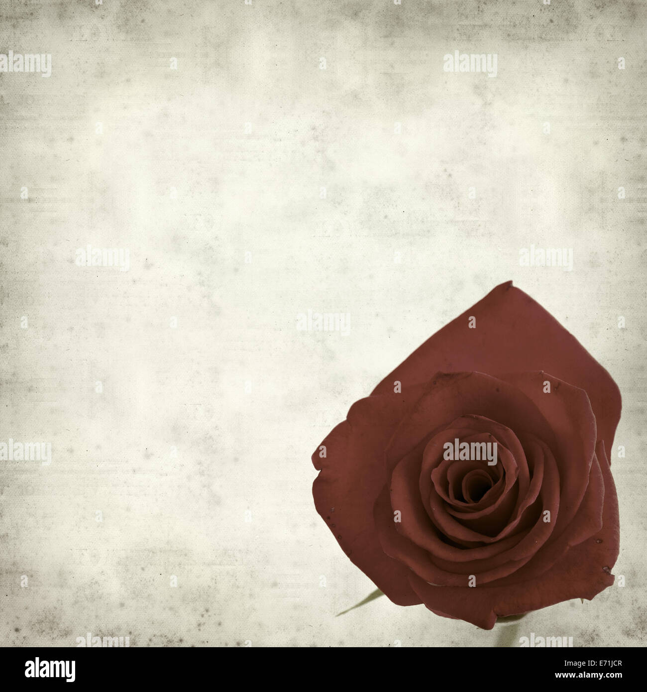textured old paper background with red rose Stock Photo - Alamy