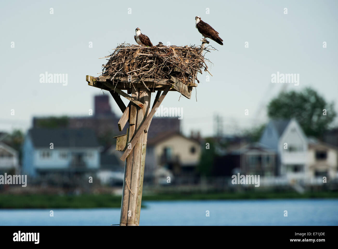 Osprey platform with osprey family Stock Photo - Alamy