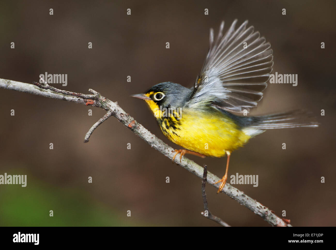 Yellow warbler in flight hi-res stock photography and images - Alamy