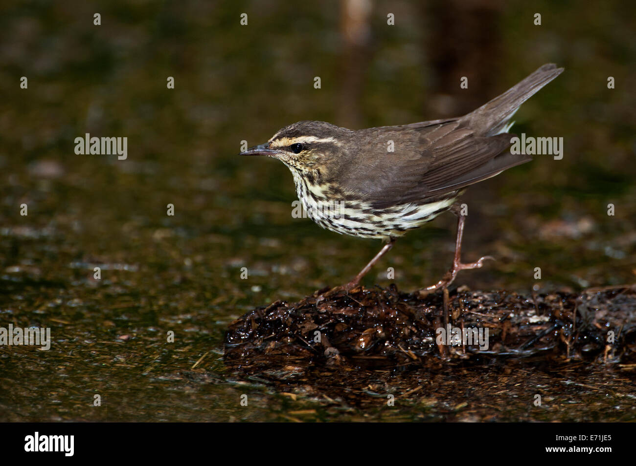 Northern waterthrush in woodland wetland Stock Photo - Alamy