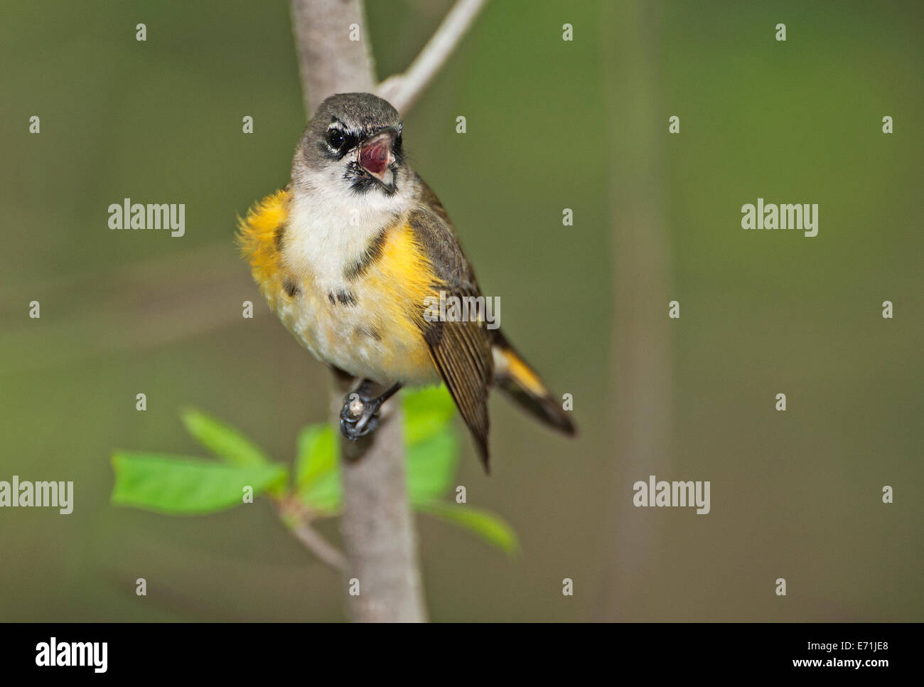 Juvenile male redstart singing Stock Photo - Alamy