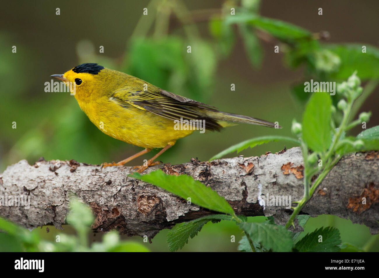 Spring migration of birds hi-res stock photography and images - Alamy