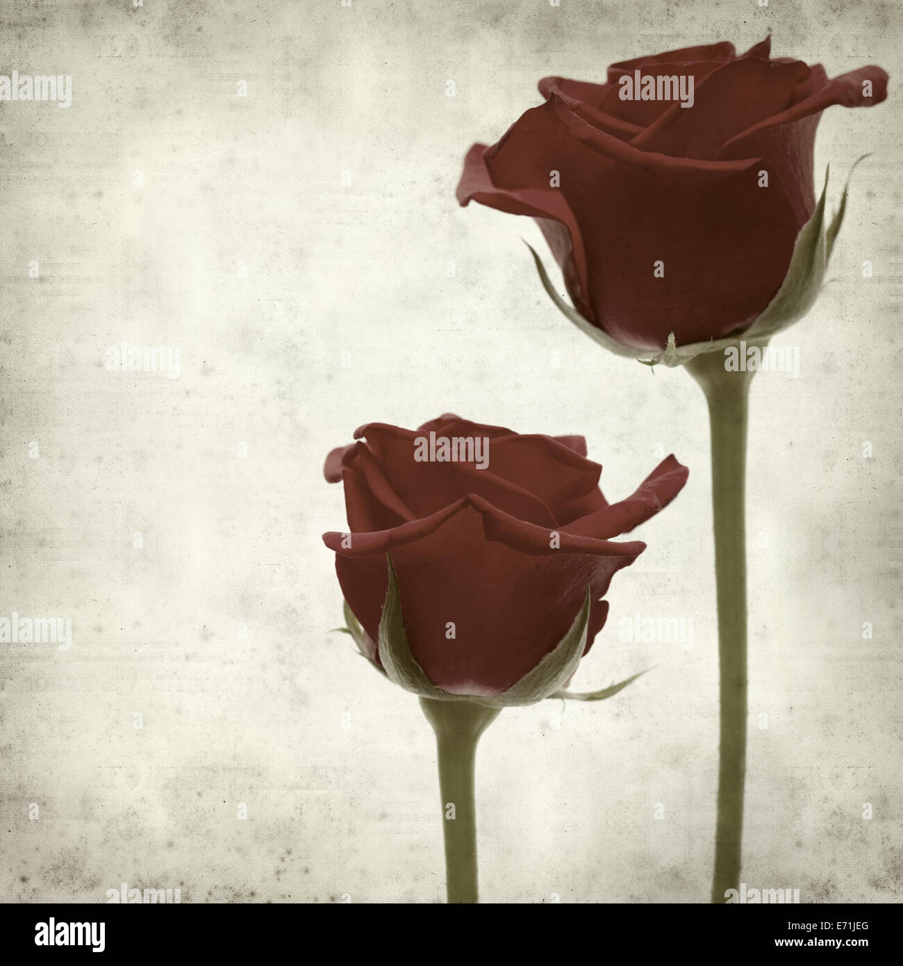 textured old paper background with red rose Stock Photo - Alamy