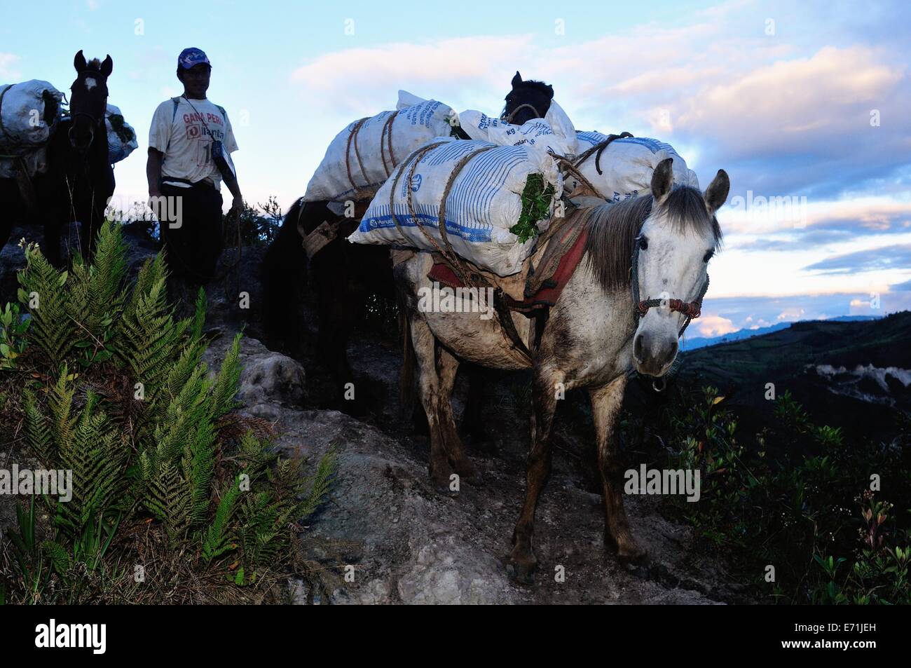 Route for collecting potatoes in Cruzpata - CHACHAPOYAS . Department of ...