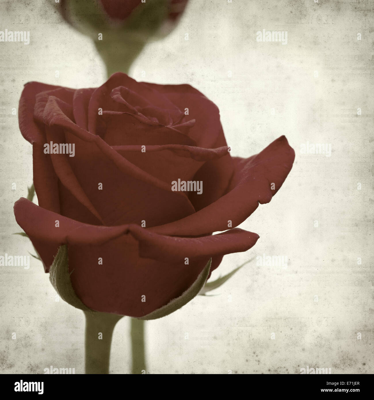 textured old paper background with red rose Stock Photo - Alamy