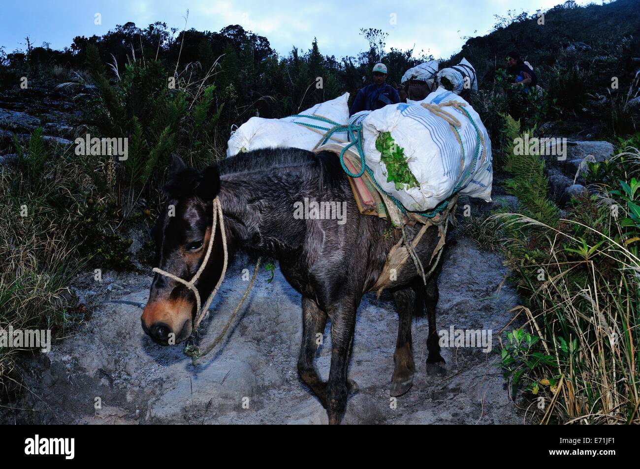 Route for collecting potatoes in Cruzpata - CHACHAPOYAS . Department of ...