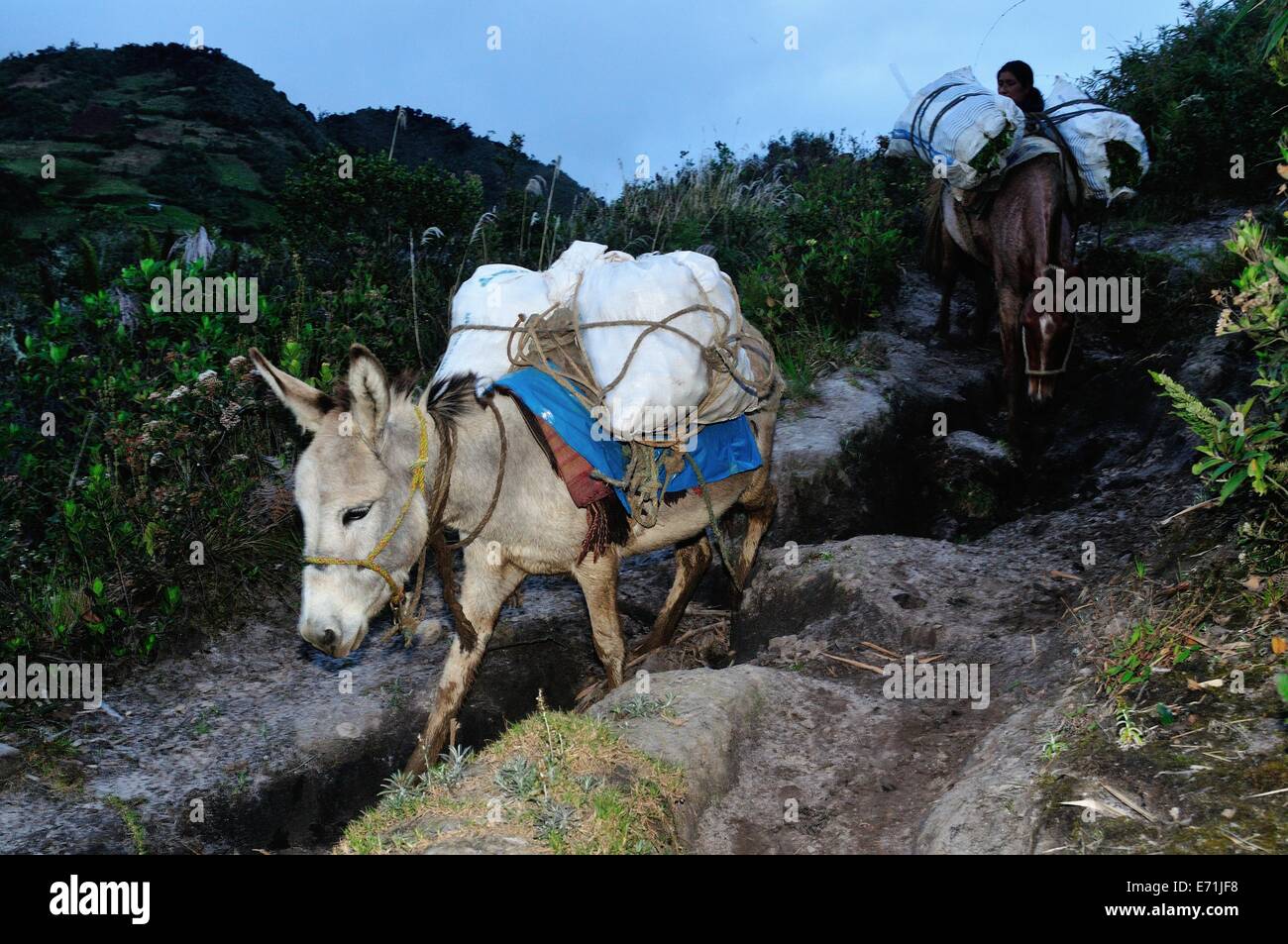 Route for collecting potatoes in Cruzpata - CHACHAPOYAS . Department of ...