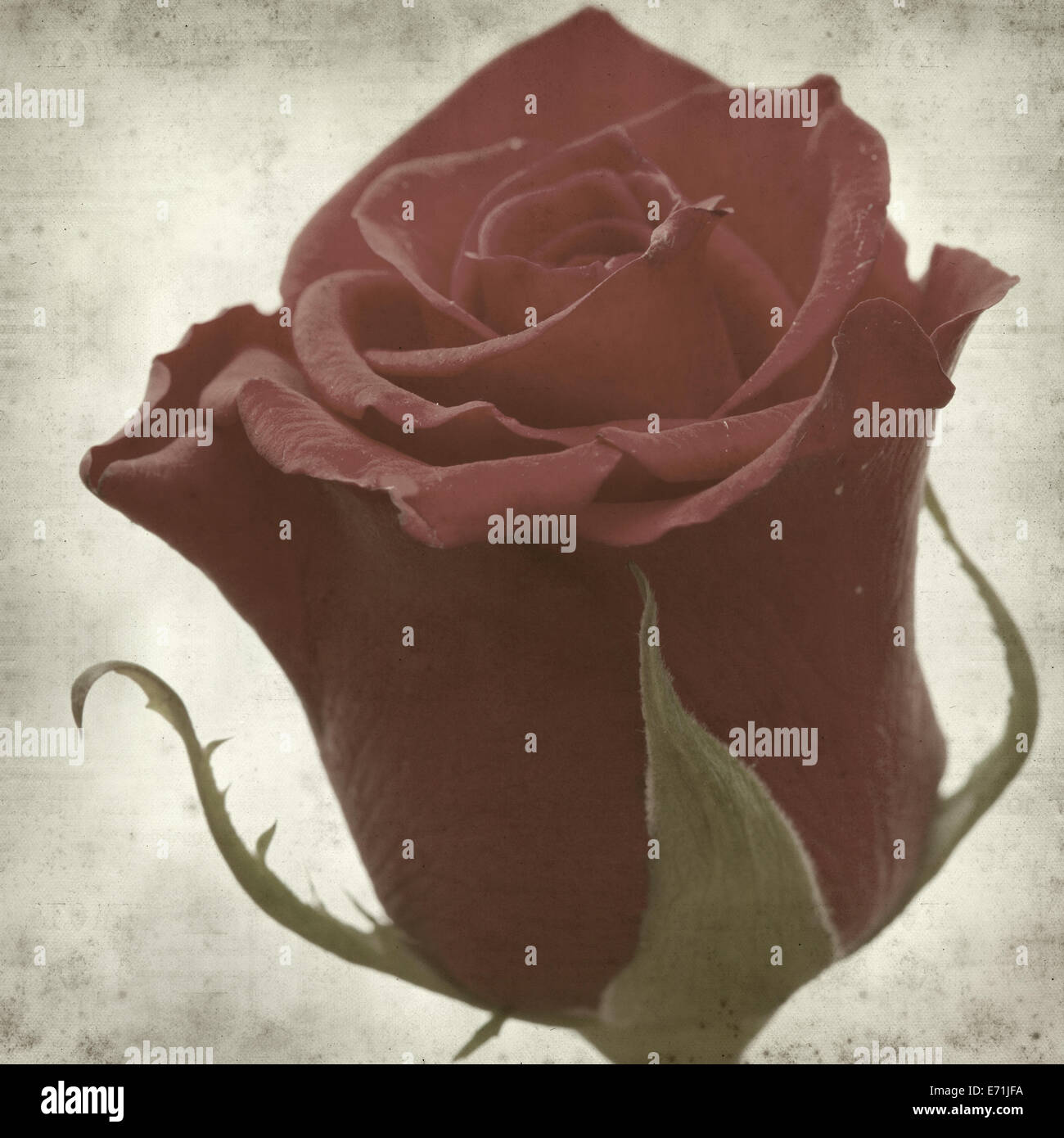 textured old paper background with red rose Stock Photo - Alamy