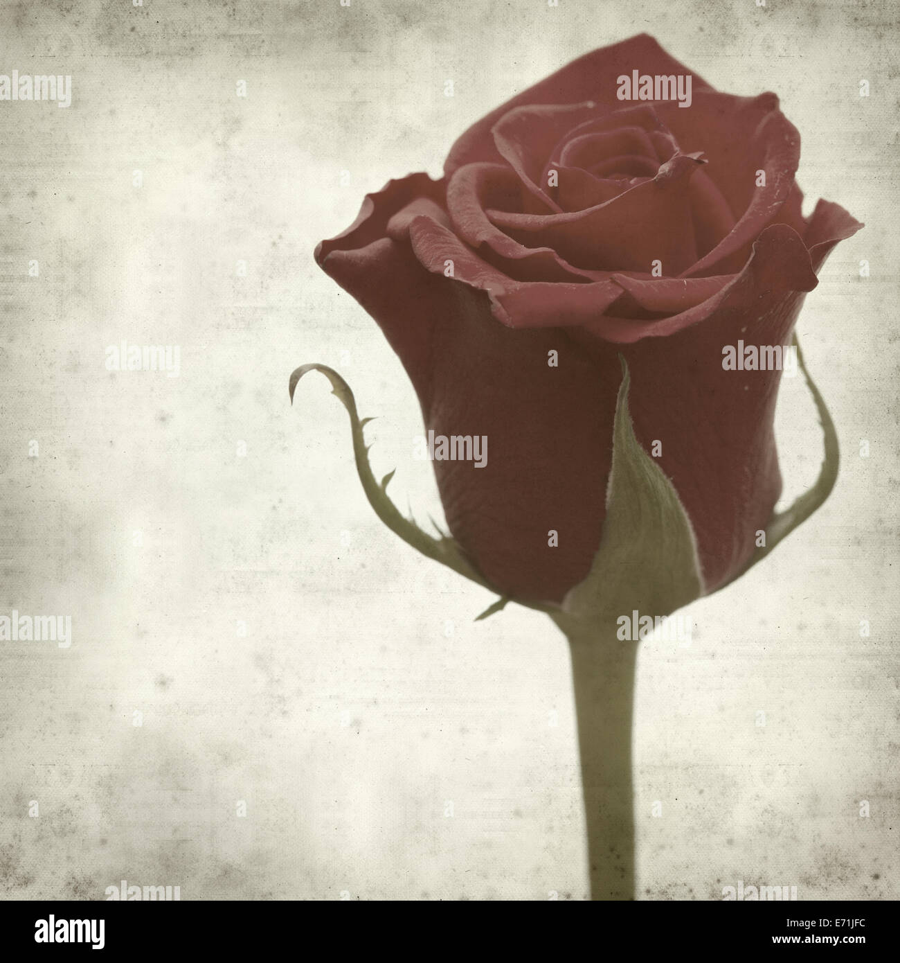 textured old paper background with red rose Stock Photo - Alamy