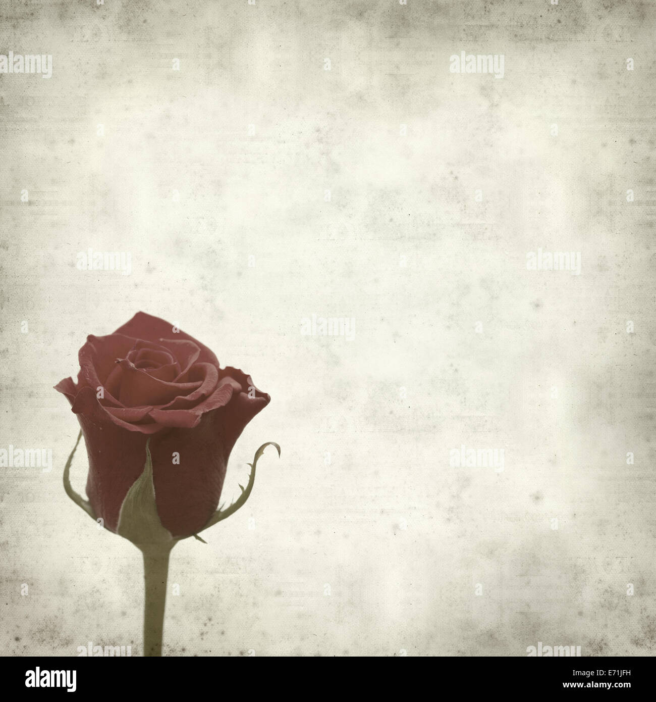 textured old paper background with red rose Stock Photo - Alamy