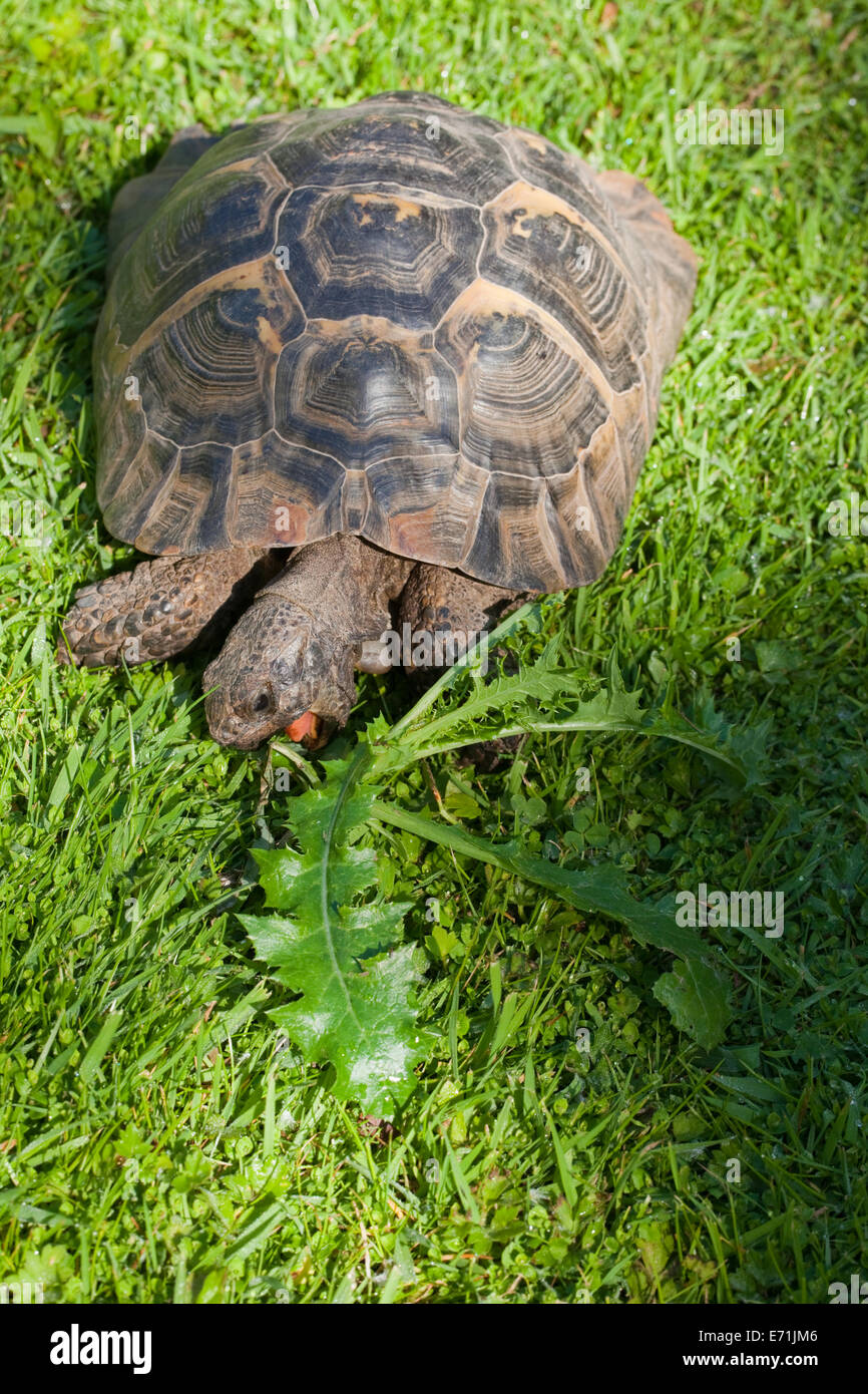 Mediterranean Spur-thighed Tortoise (Testudo graeca). Long term pet is ...