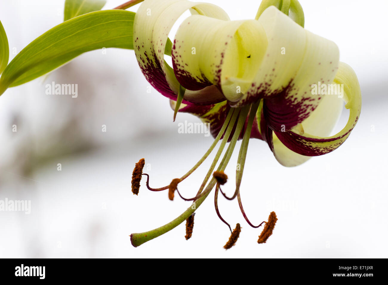 Single flower of the rare species lily, Lilium poilanei, from Vietnam ...