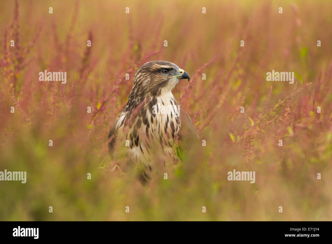 Buzzard Field High Resolution Stock Photography and Images - Alamy