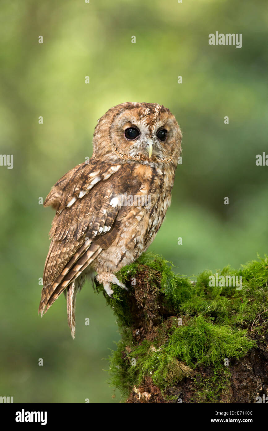 Owl on log hi-res stock photography and images - Alamy