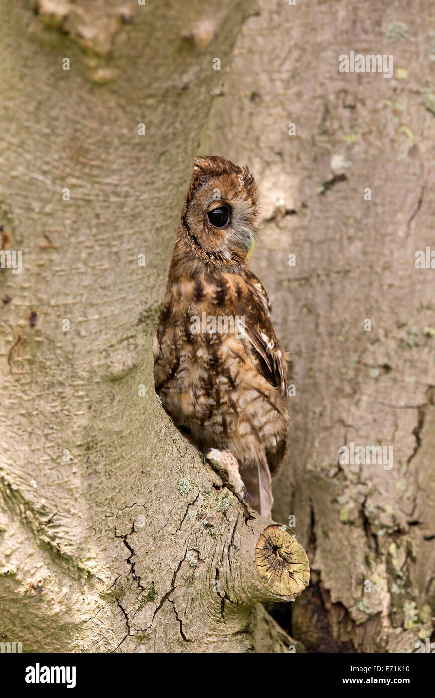 Tawny Owl sitting in a tree watching Stock Photo - Alamy