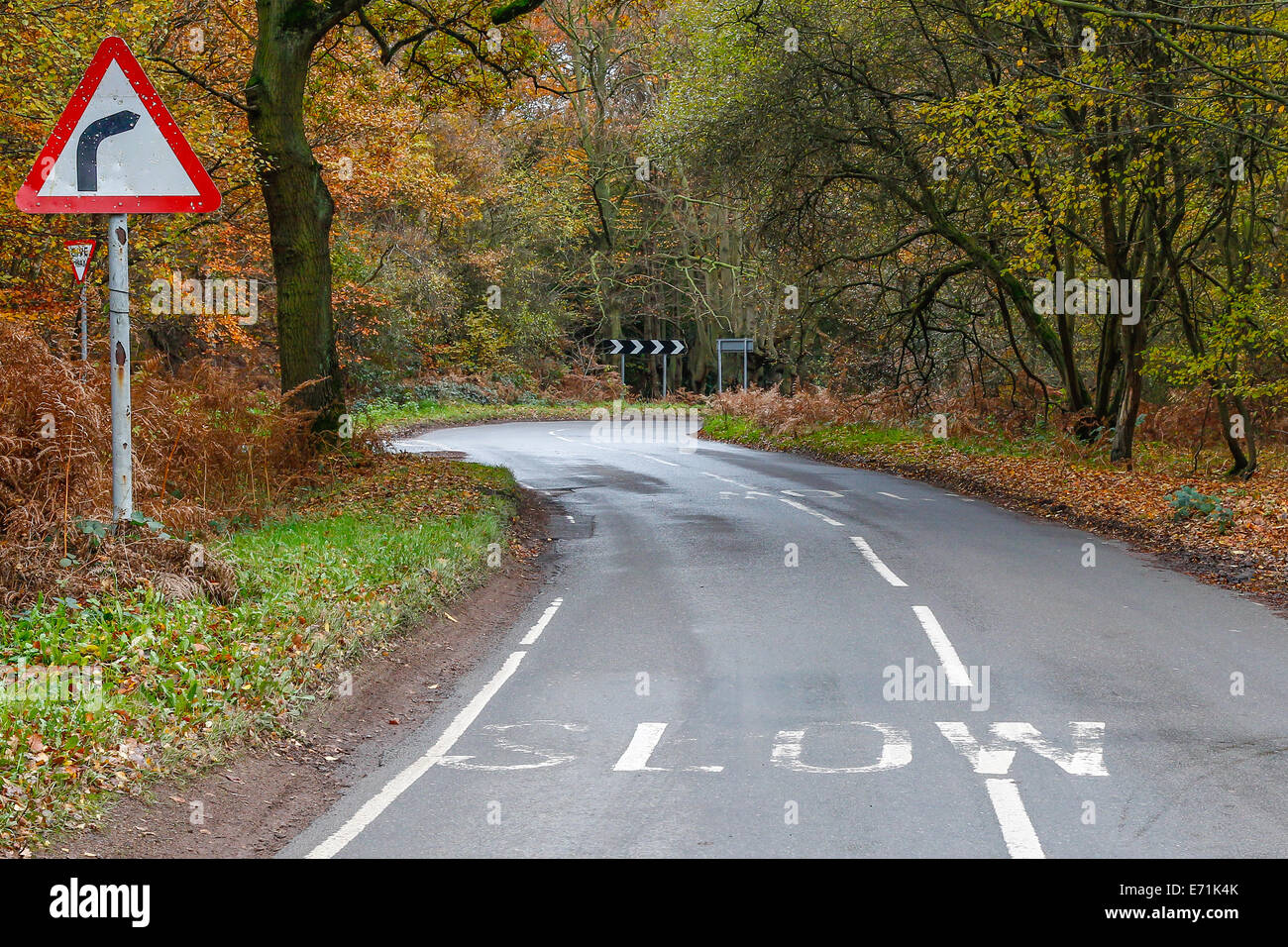 Empty road in epping forest during autumn with a right turn road sign ...