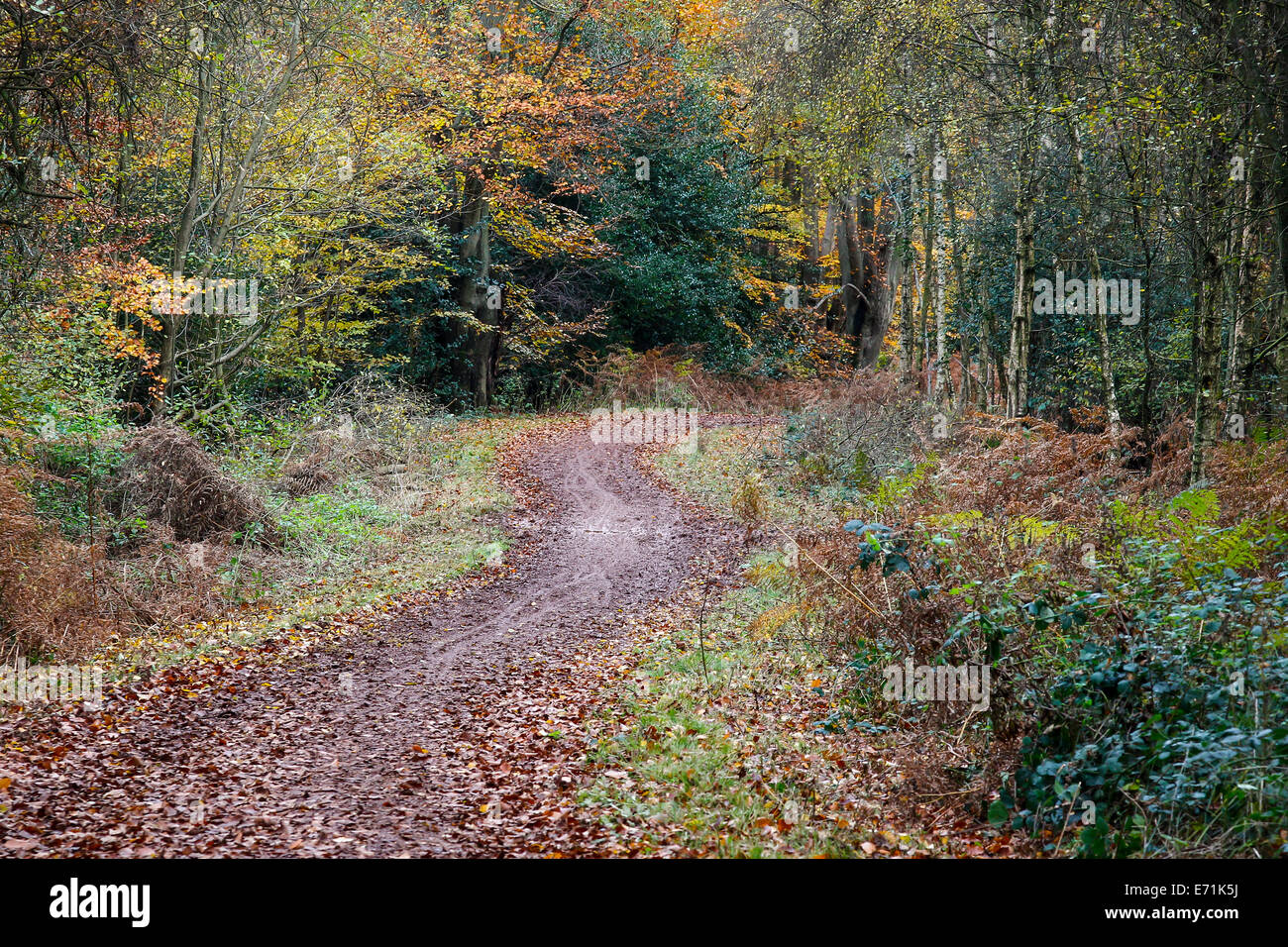 Epping forest hi-res stock photography and images - Alamy