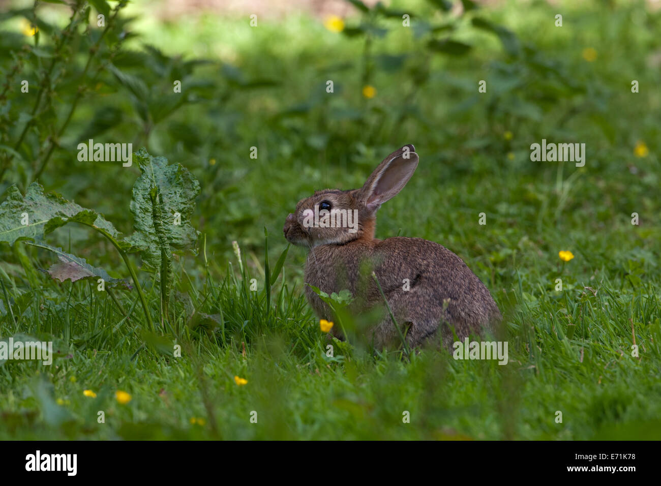 Myxomatosis rabbit wildlife disease High Resolution Stock Photography ...