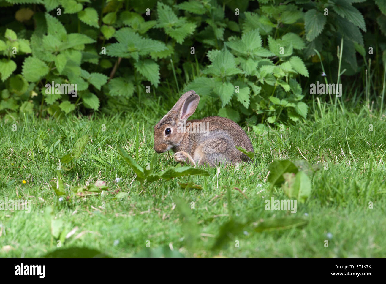 Rabbit rear view hi-res stock photography and images - Alamy