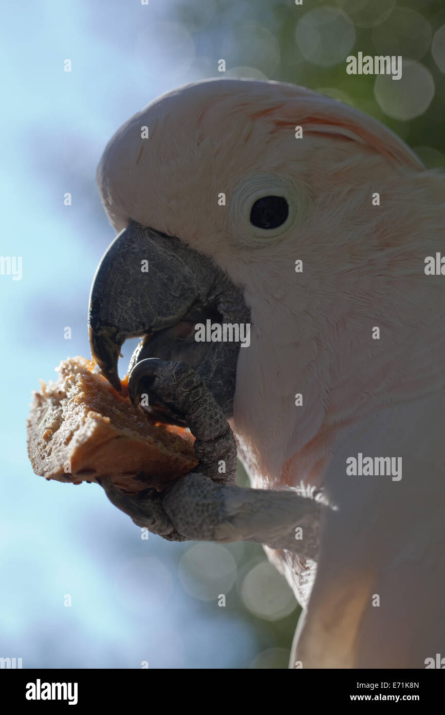 Zygodactylous feet hi-res stock photography and images - Alamy