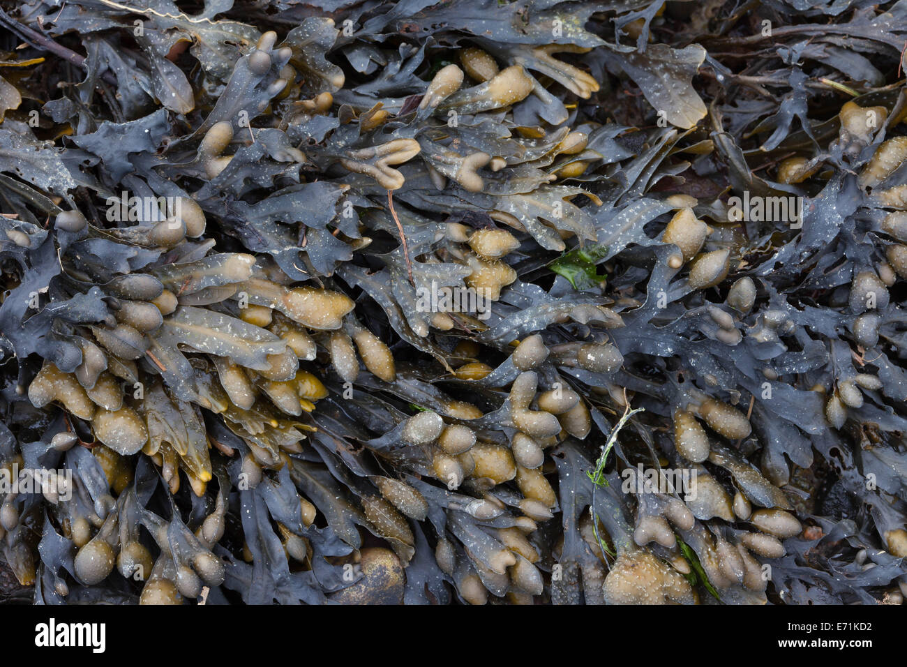 Bladderwrack hi-res stock photography and images - Alamy