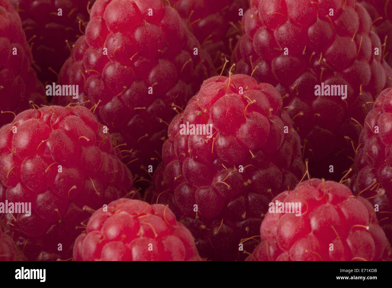 Scottish raspberries farm hi-res stock photography and images - Alamy